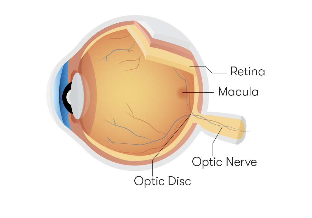 Parts of the Eye | 1-800 Contacts