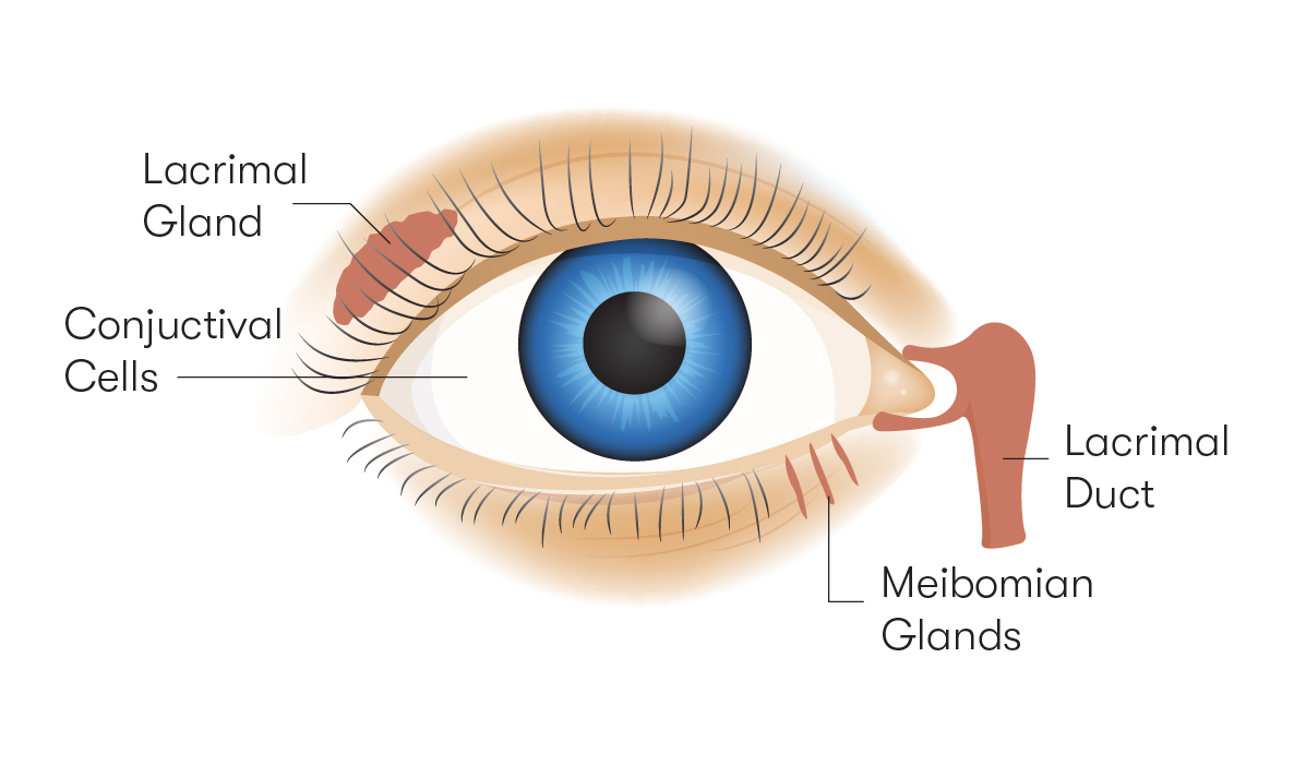 Parts of the Eye | 1-800 Contacts